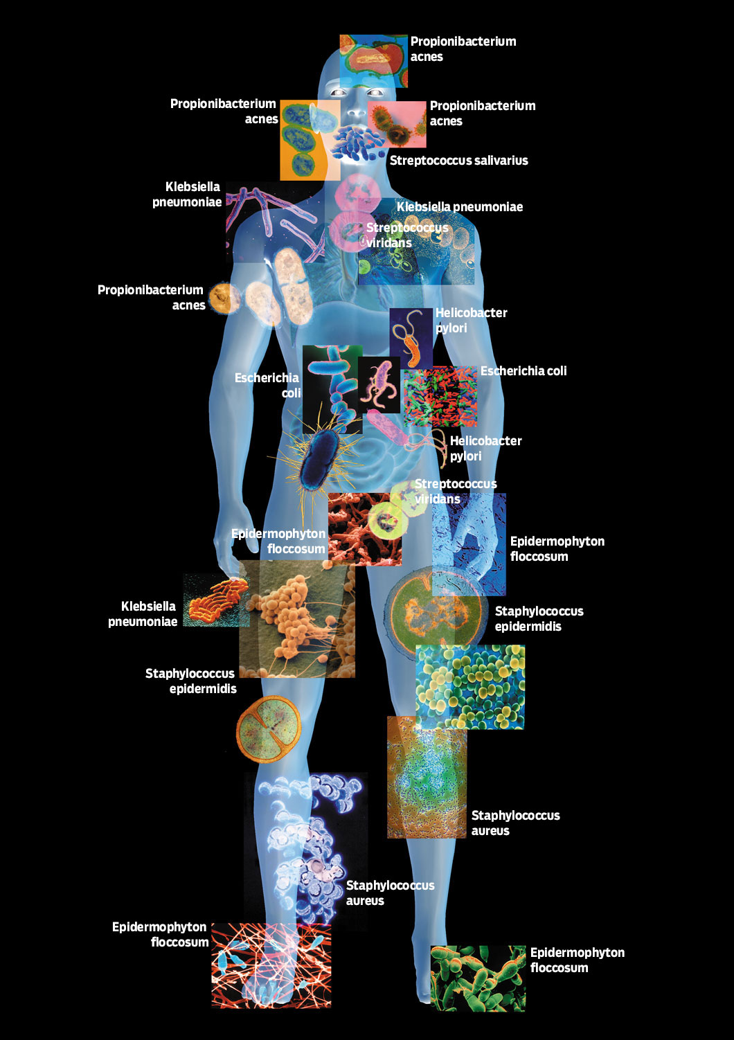 Microbes On and In the Body | Kids Discover Online