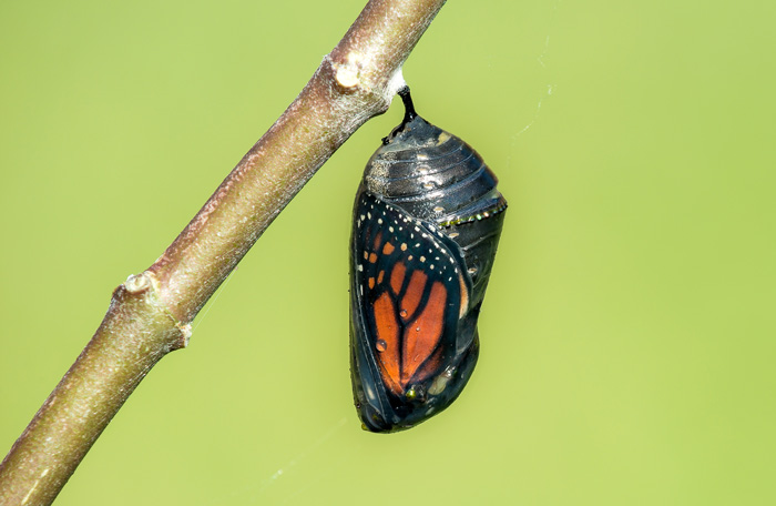 The Chrysalis | Kids Discover Online