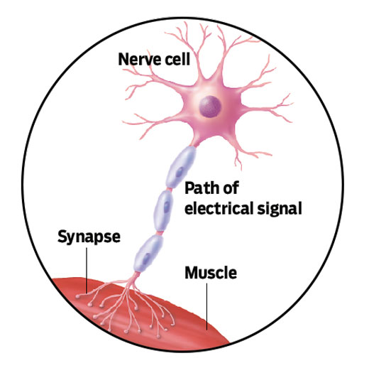How Skeletal Muscles Work | Kids Discover Online