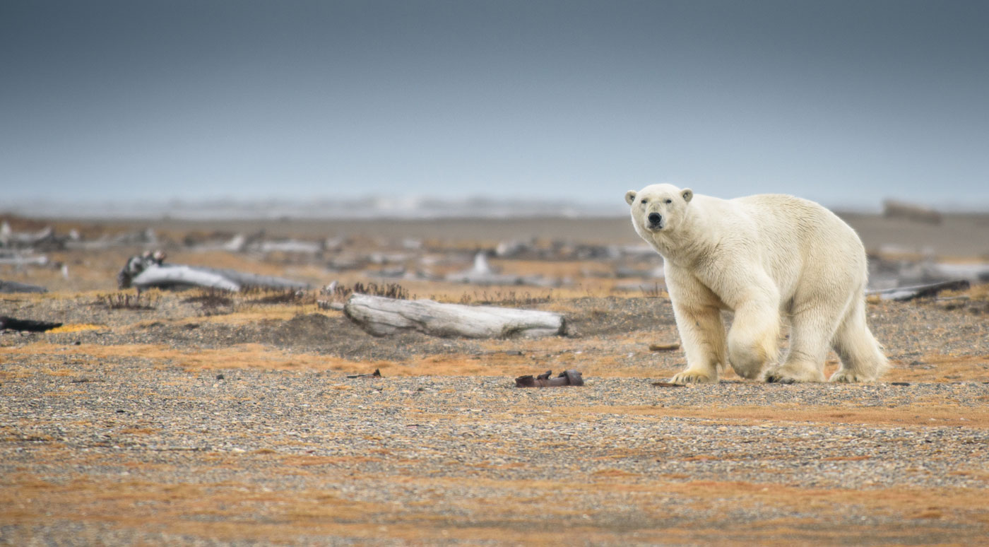 A Warming World | Kids Discover Online