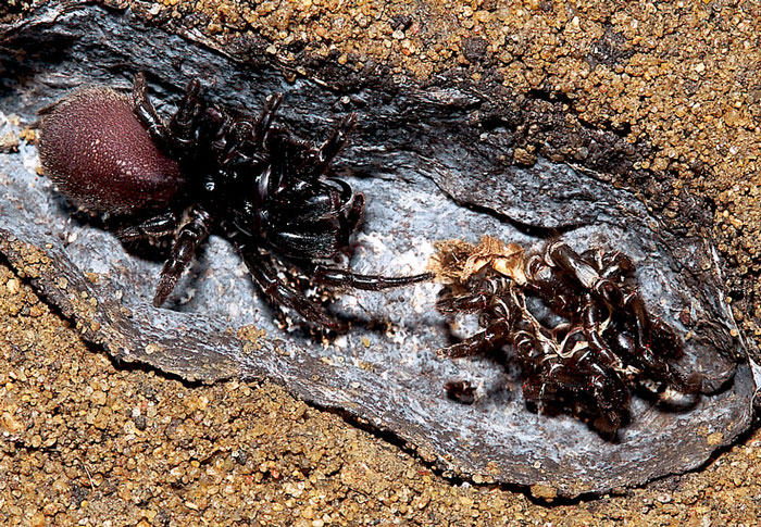 Spiderwebs | Kids Discover Online