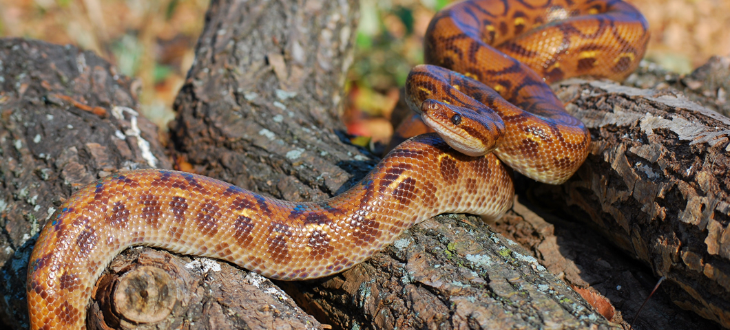 Boa Constrictors | Kids Discover Online