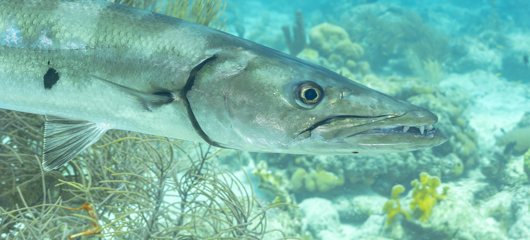 Barracudas | Kids Discover Online