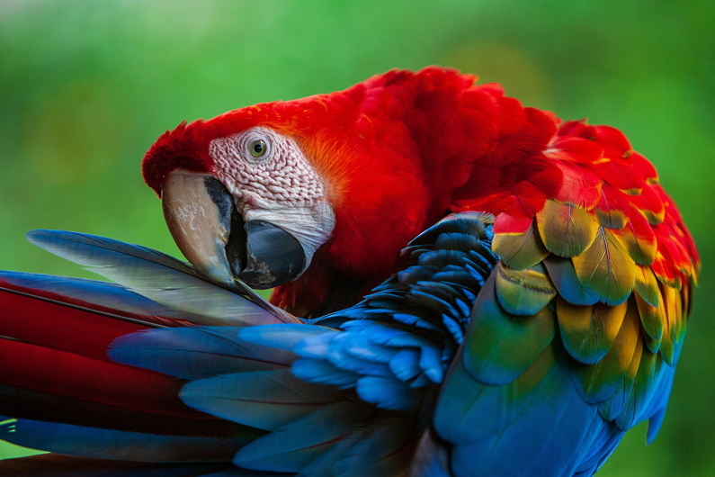 Parrots | Kids Discover Online