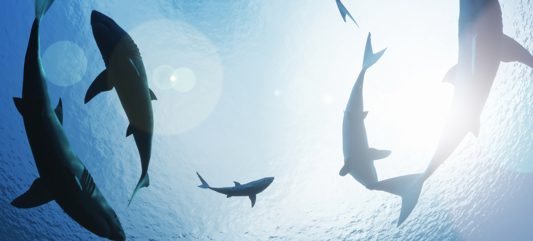 Great White Sharks | Kids Discover Online