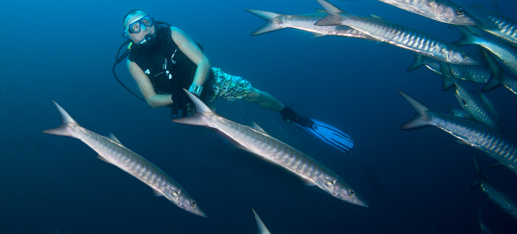 Barracudas | Kids Discover Online