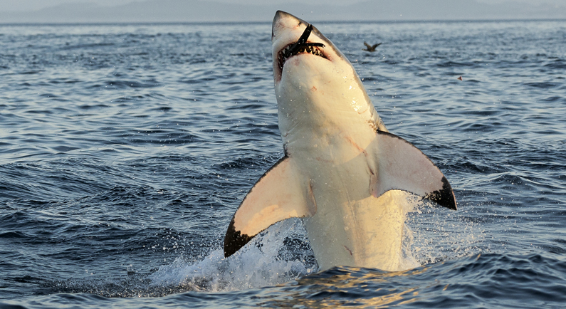 Great White Sharks | Kids Discover Online