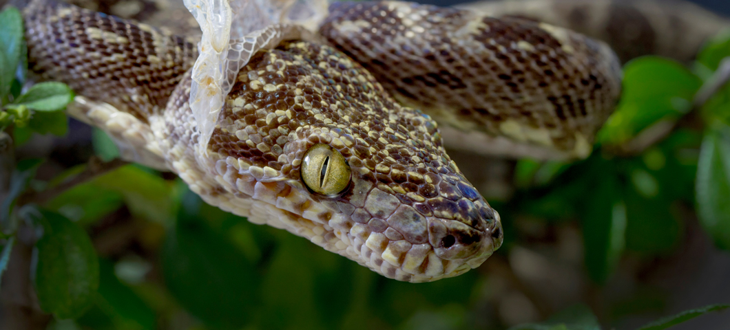 Boa Constrictors | Kids Discover Online