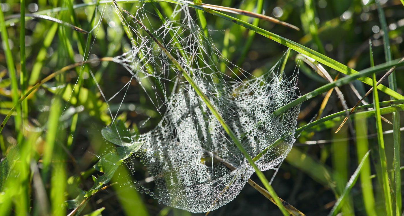 Spiderwebs | Kids Discover Online