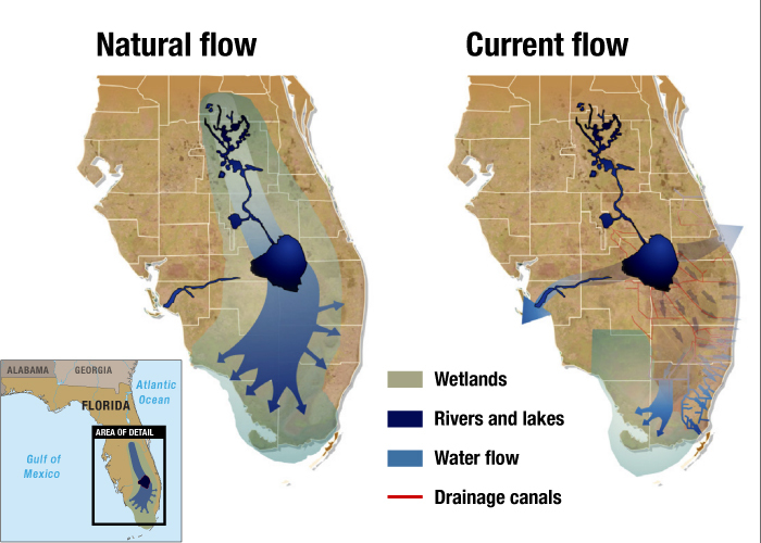 The Everglades | Kids Discover Online