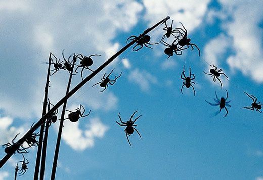 A Spider Up Close | Kids Discover Online