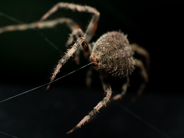 Spiderwebs | Kids Discover Online