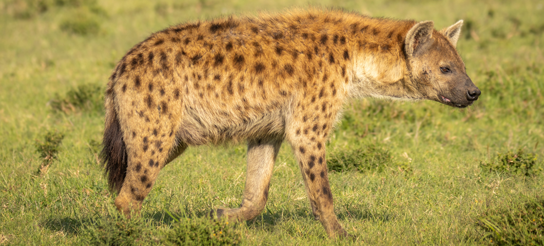 Hyenas | Kids Discover Online