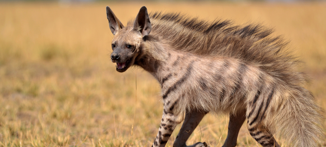 Hyenas | Kids Discover Online
