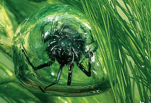 Catching Their Prey | Kids Discover Online