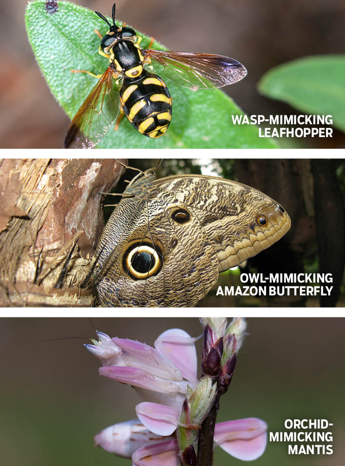 Insects of the Rain Forest | Kids Discover Online