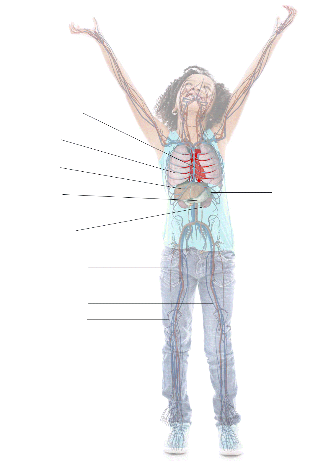 Circulation: The Flow of Blood Through the Body | Kids Discover Online