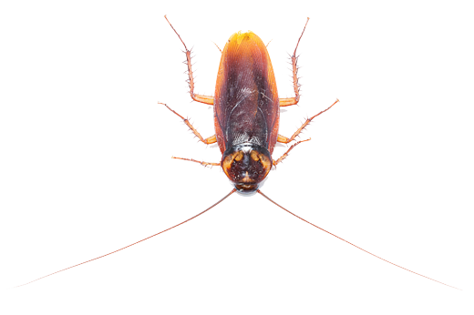 Lungs of Different Animals | Kids Discover Online