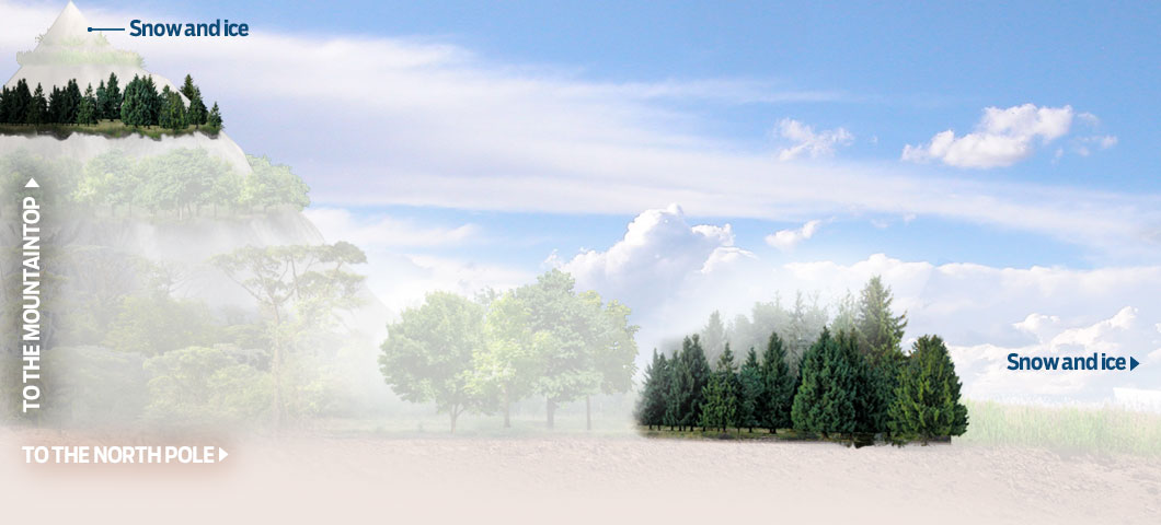 Mountain Animals and Plants | Kids Discover Online