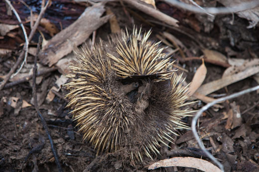 Australia’s Wildlife | Kids Discover Online