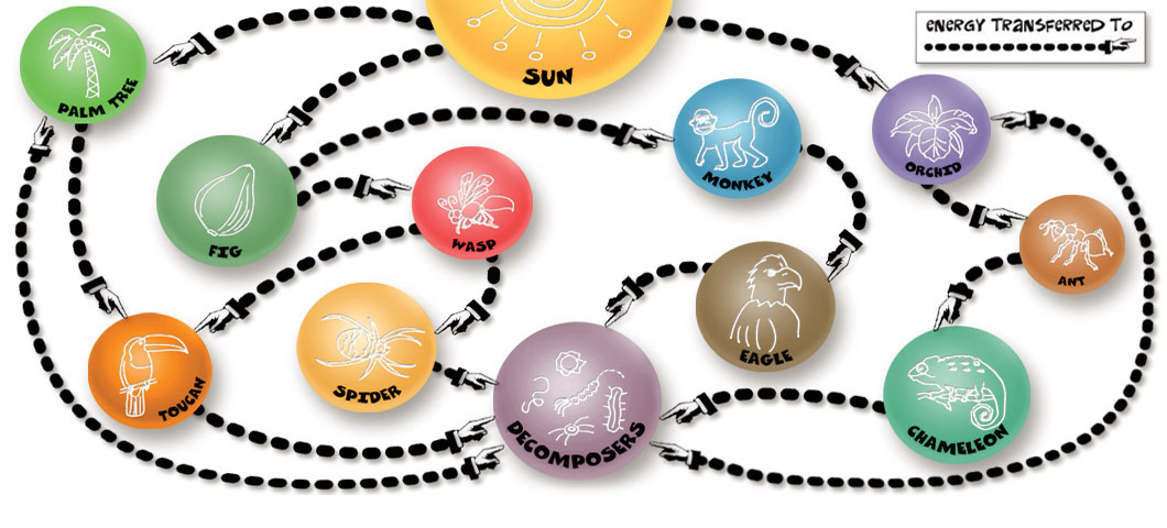 The Food Chain and the Food Web | Kids Discover Online