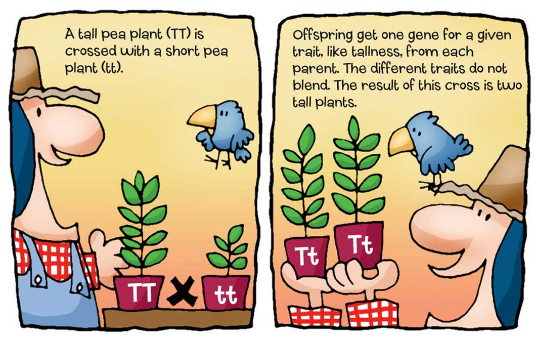 Heredity | Kids Discover Online