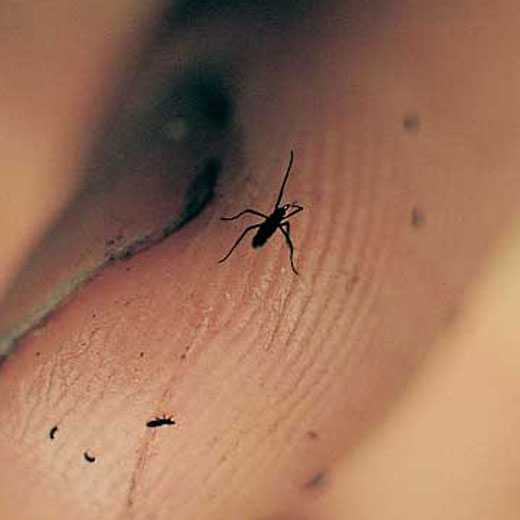 Antarctica at a Glance | Kids Discover Online