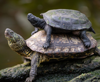 Baby Animals | Kids Discover Online