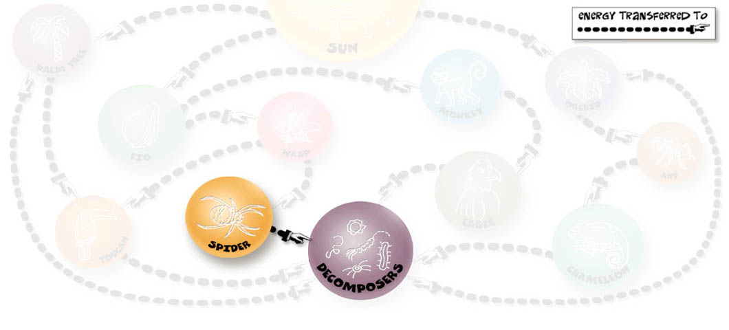 The Food Chain and the Food Web | Kids Discover Online