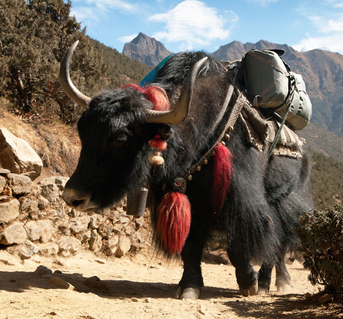 Mountain Animals and Plants | Kids Discover Online