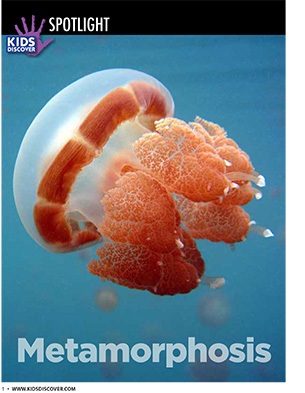 Infopacket: Metamorphosis | Kids Discover Online