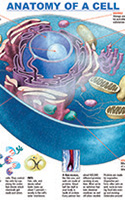 Anatomy of a Cell | Kids Discover Online