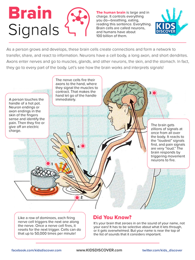 Brain Signals | Kids Discover Online