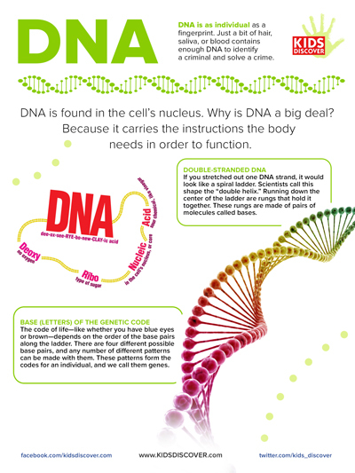 DNA | Kids Discover Online
