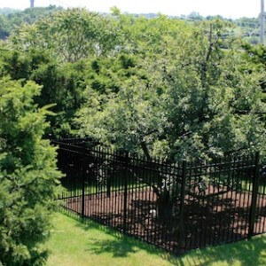 The Endicott Pear Is North America’s Oldest Fruit Tree | Kids Discover ...