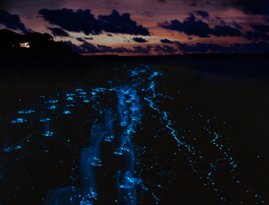 What’s Glowing in the Ocean at Night? | Kids Discover Online