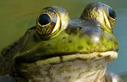 Life Cycles | Kids Discover Online