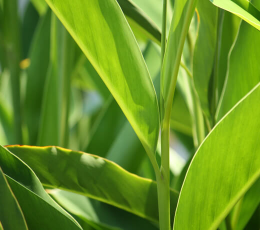 Plants | Kids Discover Online